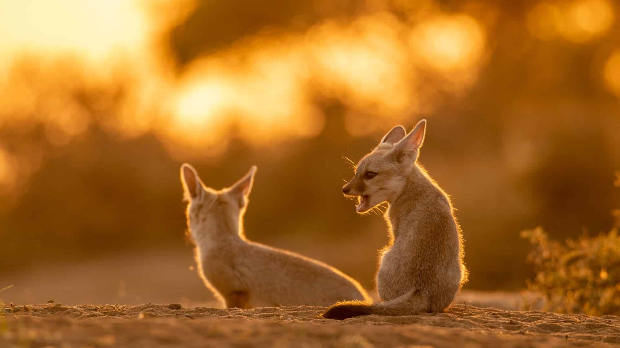 Quels sont les soins vétérinaires de base pour un fennec domestique ...